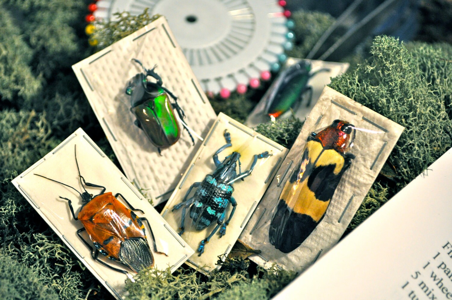 Beetle Mounting Kit for Beginners With Real Beetles and Tools - Etsy