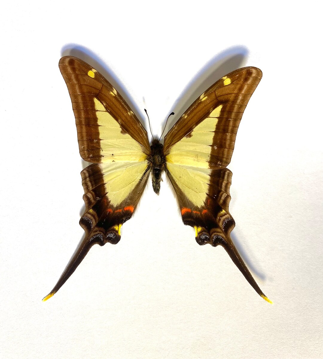 Real Triangular Kite Swallowtail Butterfly, Eurytides Leucaspis Spread ...