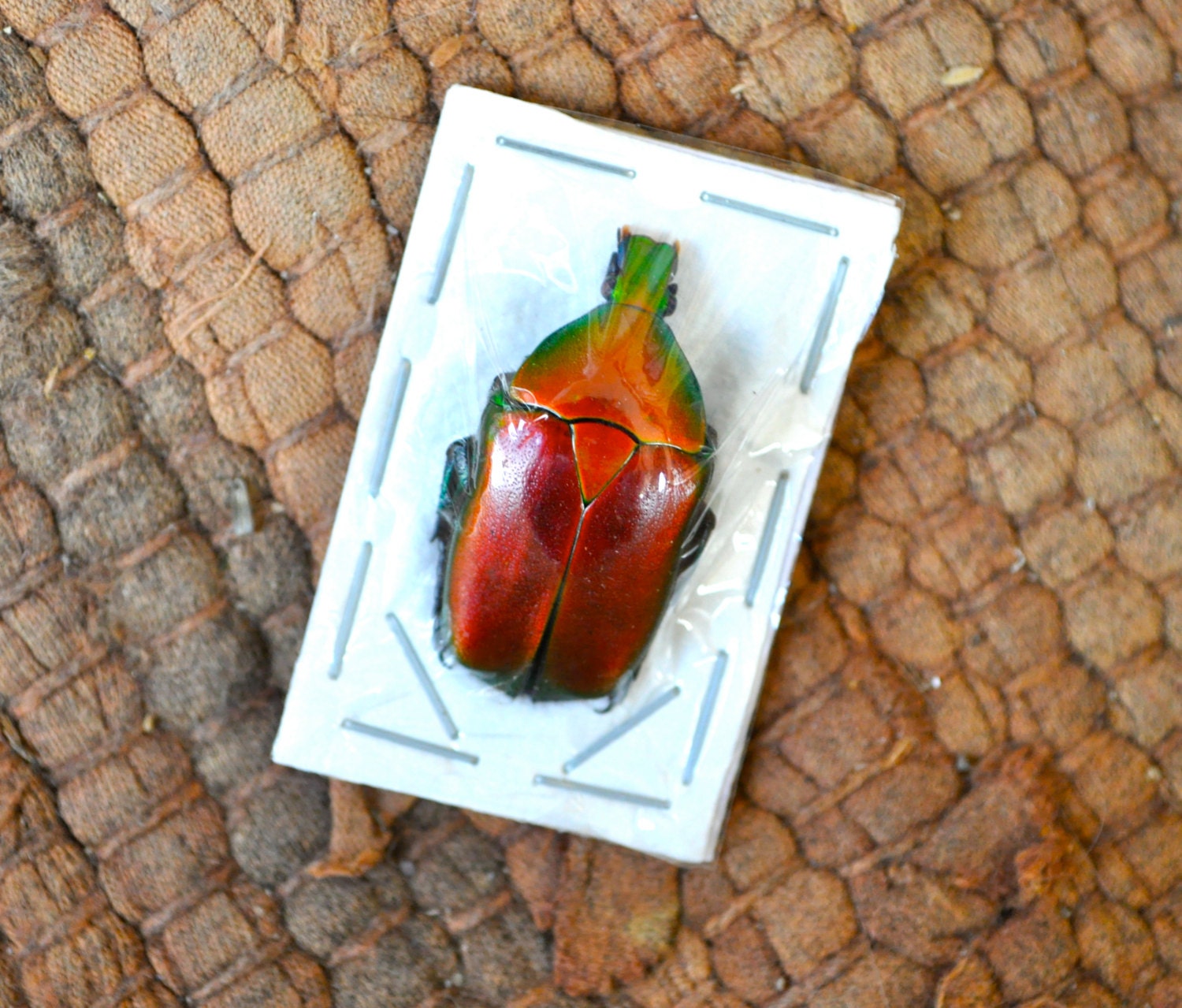 OVERSTOCK: Real Red Flower Beetle From Thailand, Torynorrhina Flammea ...