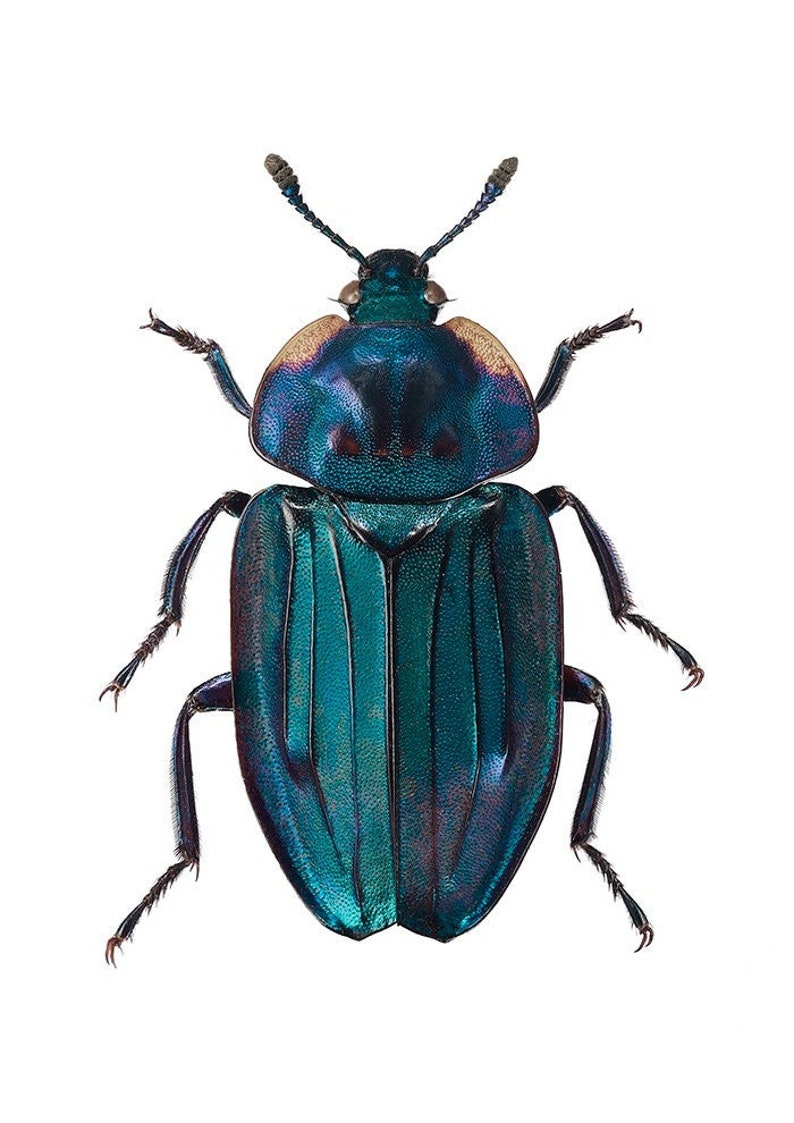 Teal Carrion Beetles Necrophila Renatae Real Dried Beetle - Etsy