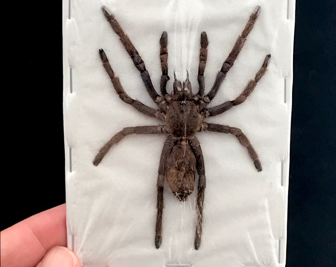 Tarantula: Selenocosmia Javanensis Spiders SPREAD LEGS - Etsy