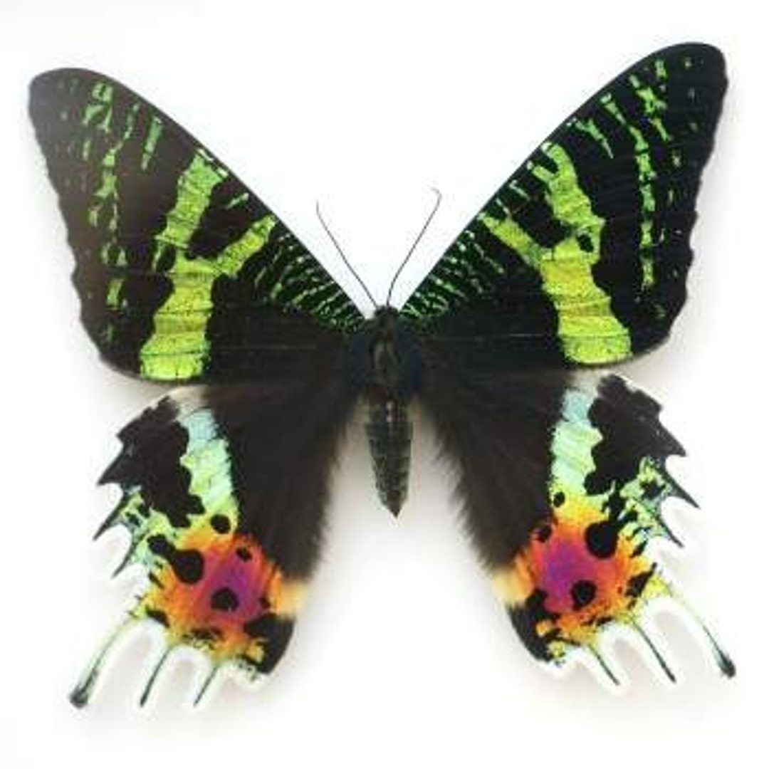 Real Sunset Moth, Urania Riphaeus, Spread for Your Project or Laminated ...