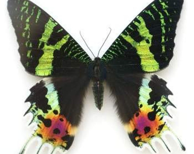 Real Sunset Moth, Urania Riphaeus, Spread for Your Project or Laminated ...