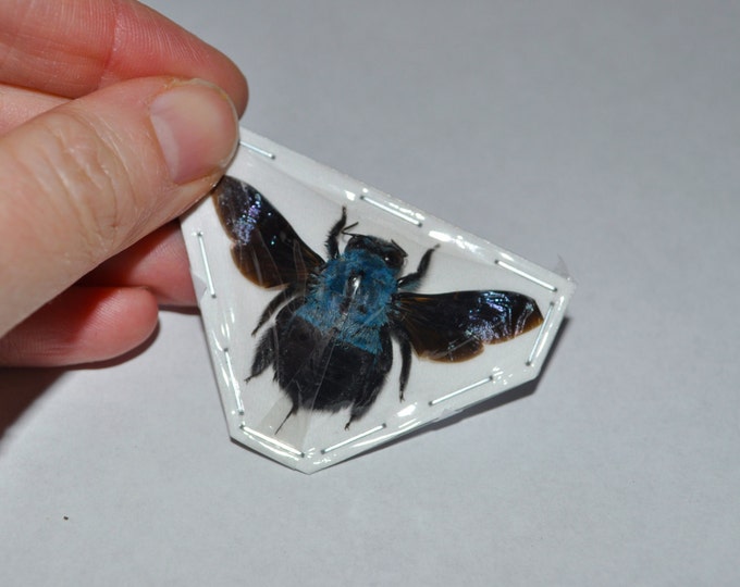 Blue Carpenter Bees Xylocopa Caerulea From Java Real Dried Insects Etsy