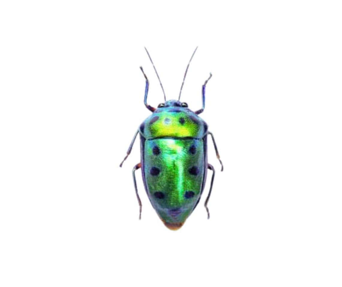 Colorful Shield Bugs, Calliphara Nobilis, Real Dried Beetle Insect ...
