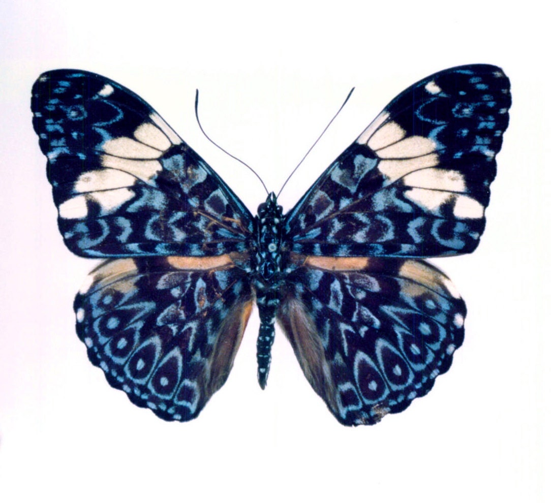 Real Hamadryas Amphinome, "red Cracker" Butterfly, Spread for Your ...