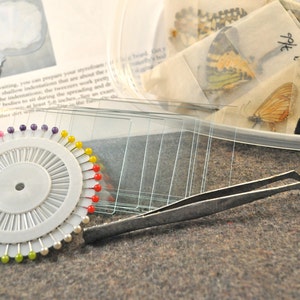 Butterfly Mounting Kit for Beginners, With Real Butterflies and Tools ...