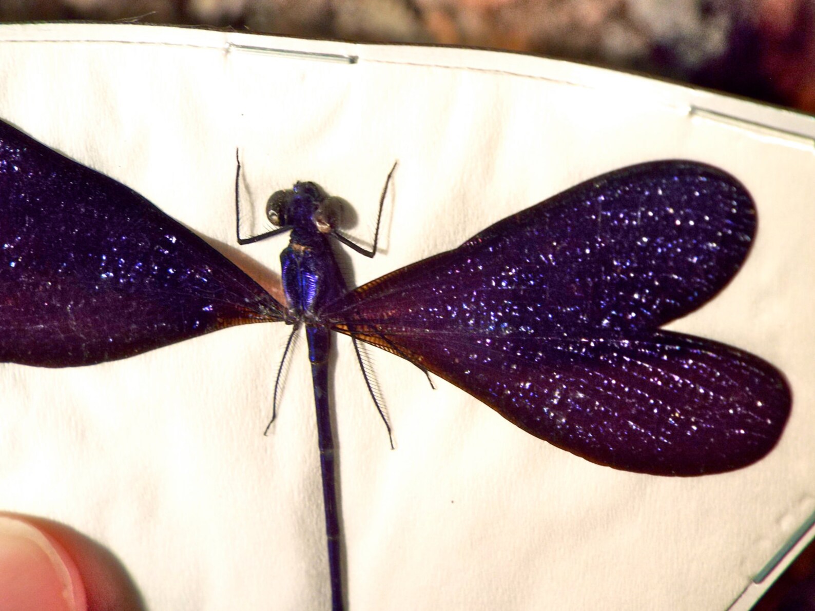 OVERSTOCK: Violet Glittering Damselfly, Real Dragonfly Vestalis ...