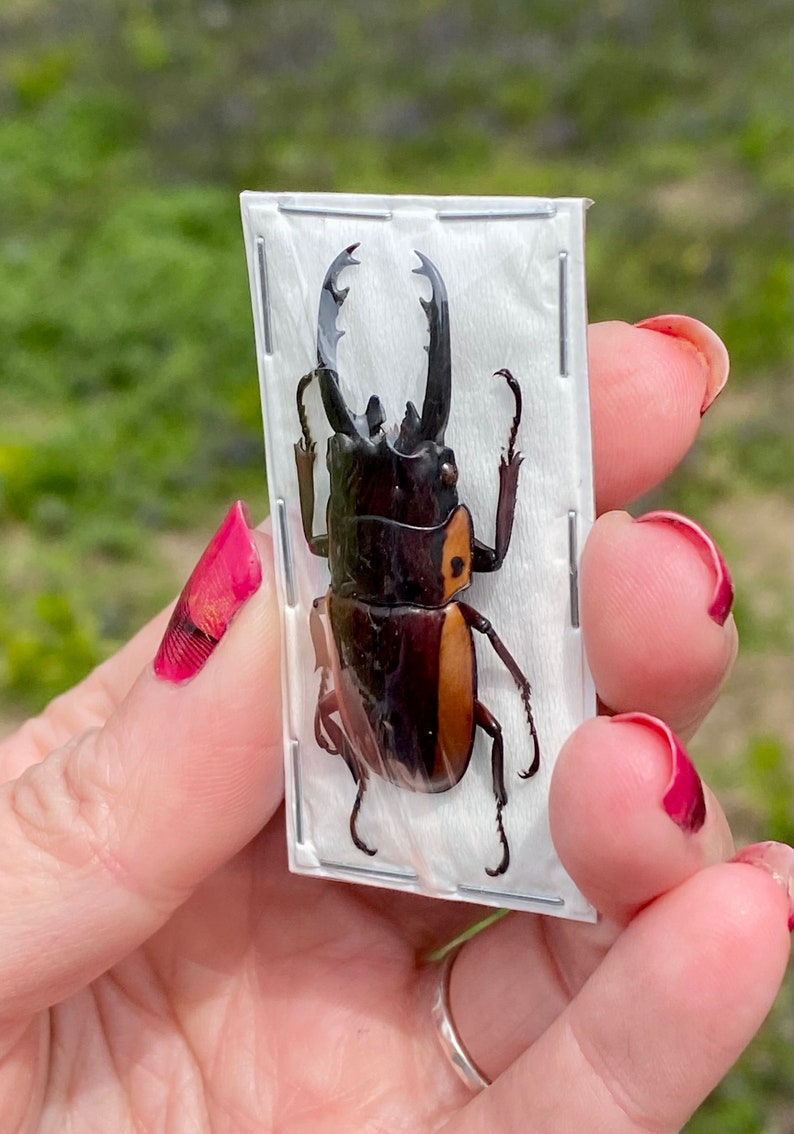 Striped Stag Beetles, Prosopocoilus Bison - Etsy