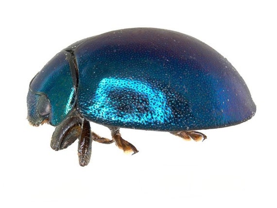 Metallic Blue Ladybug
