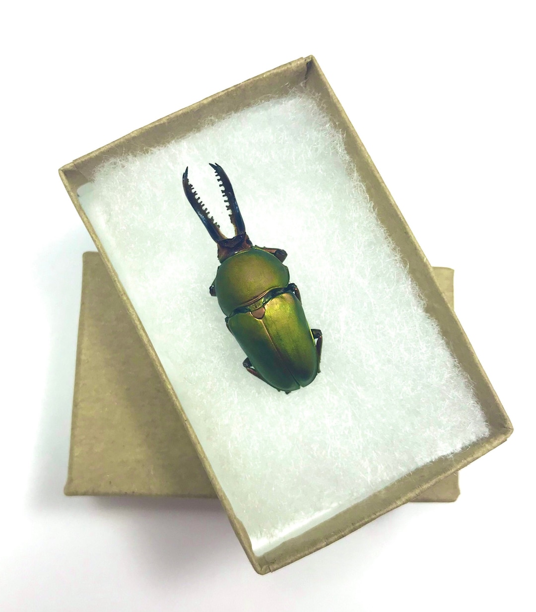 Real Sawtooth Beetle Pin or Brooch - Etsy