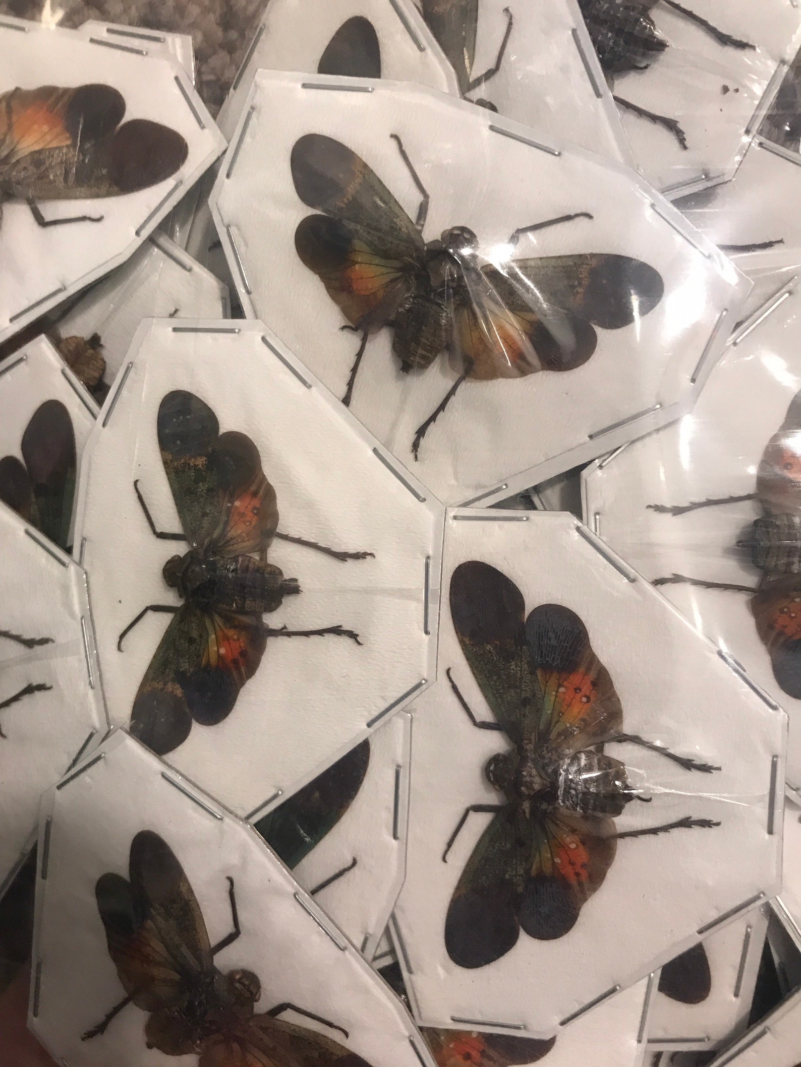 OVERSTOCK: Spread Penthicodes Farinosa Tulia Lanternflies | Etsy