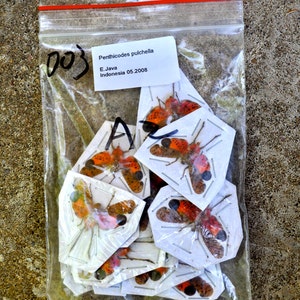 OVERSTOCK: spread Penthicodes pulchella Lanternflies 2-pack | Etsy