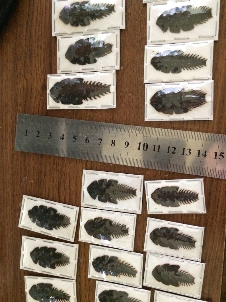 Trilobite Beetles Platerodrilus Ruficollis Real - Etsy