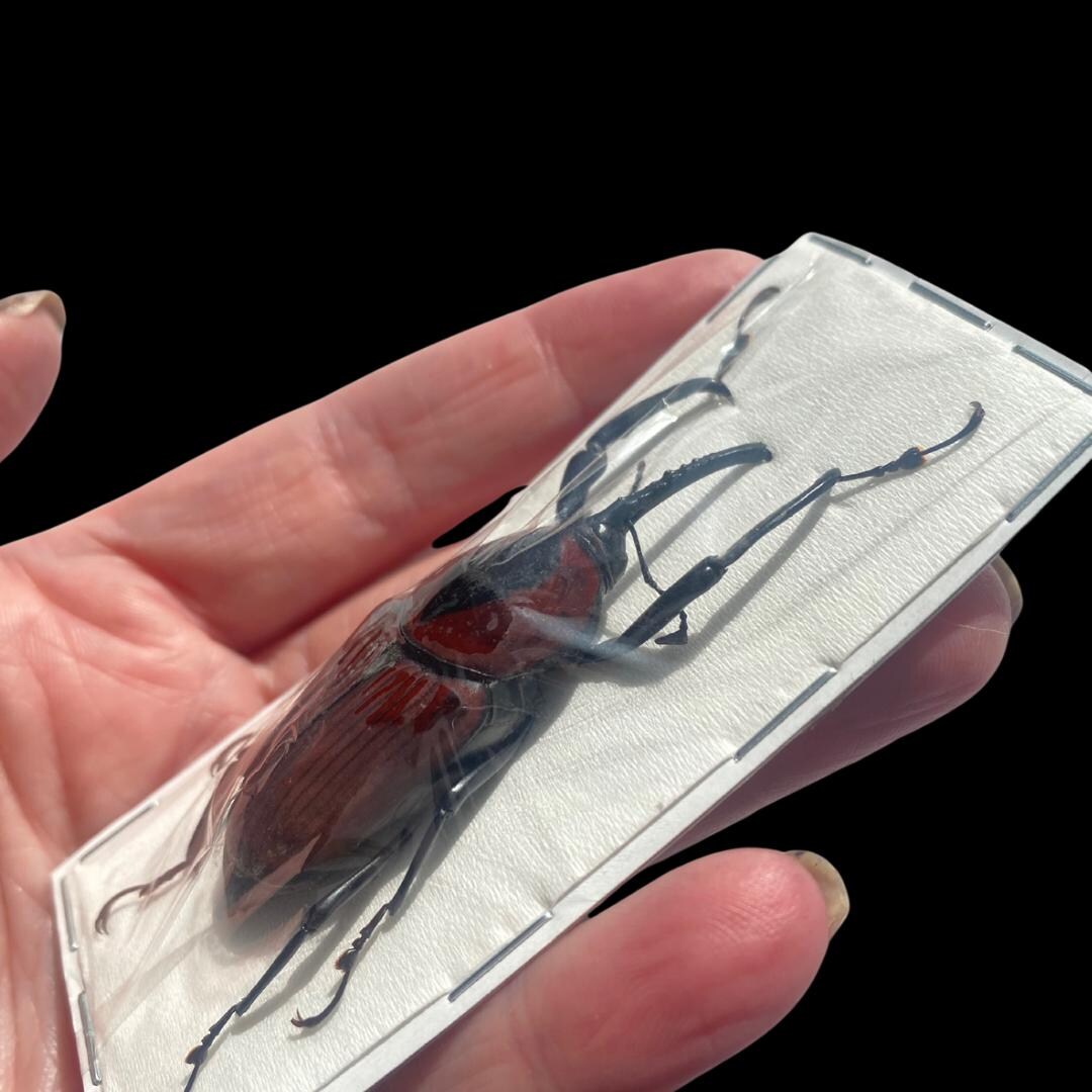 Giant Palm Weevil (protocerius Molossus) Real Insect for Your Project ...