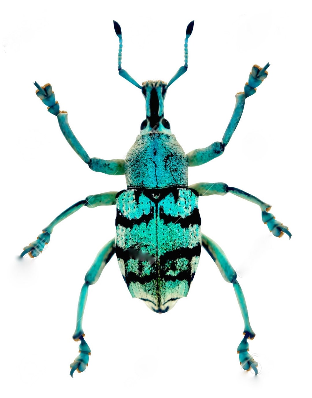 Real Turquoise Weevil Beetle, Eupholus Chevrolati - Etsy
