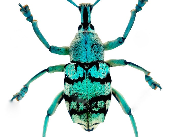 Real Turquoise Weevil Beetle, Eupholus Chevrolati - Etsy