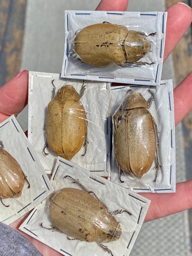 Large Sugarcane Beetle Lepidiota Stigma Real Dried Insect - Etsy