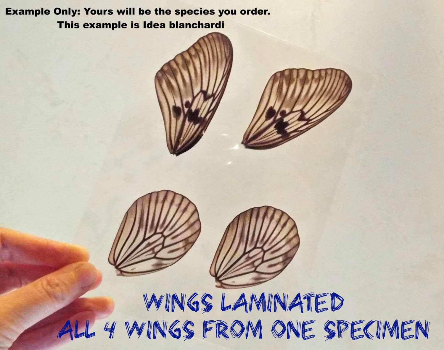 Real Callicore Cynosura Butterfly, Spread for Your Project or Laminated ...