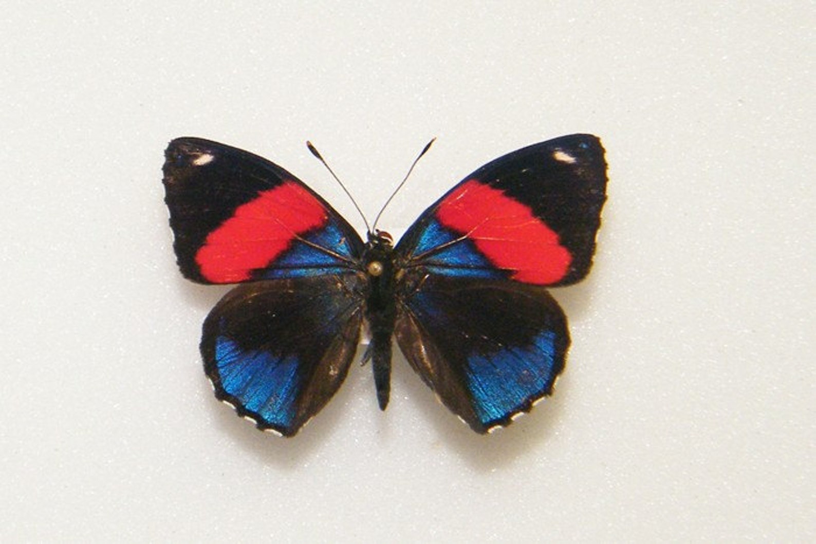 Real Callicore Hystaspes Butterfly, Spread for Your Project or ...