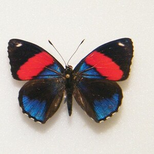 Real Callicore Hystaspes Butterfly, Spread for Your Project or ...