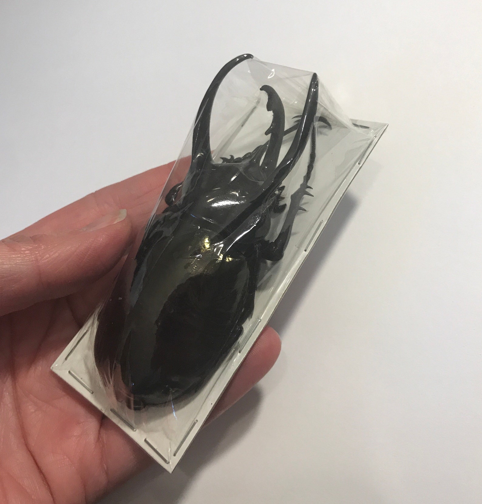 OVERSTOCK: Giant Scarab Beetles Chalcosoma Caucasus - Etsy