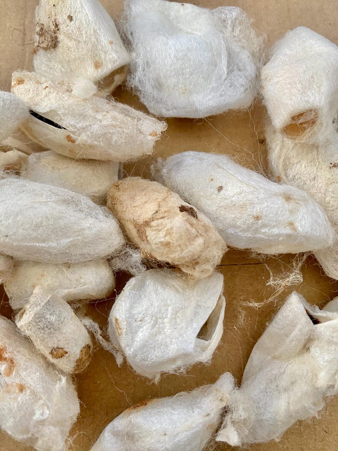 5 Real Moth Cocoons (empty), Samia Cynthia Silk Moth - Etsy