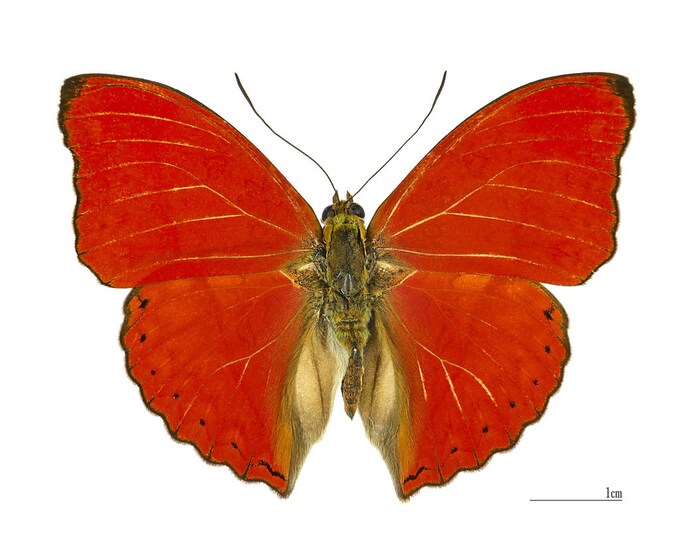 Blood Red Glider Butterfly, Cymothoe Excelsa A-, Spread for Your ...