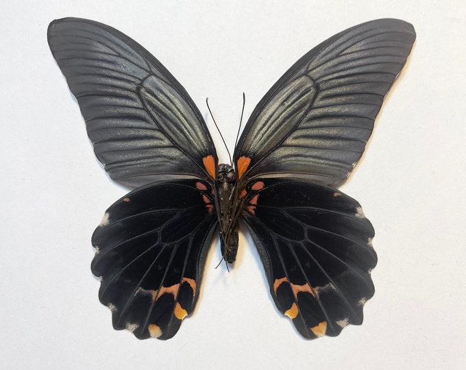 Great Mormon Butterfly, Papilio Memnon, Spread for Your Project or ...