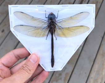 Real Dragonfly - Etsy