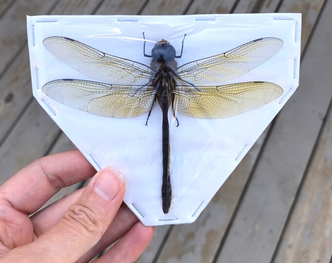 OVERSTOCK: Huge Real Dragonfly, Anax Gibbosulus - Etsy