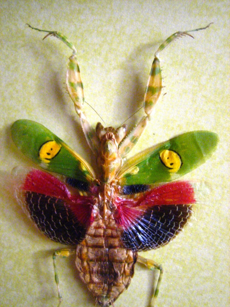 OVERSTOCK: Spread Indian Flower Mantis, Females - Etsy
