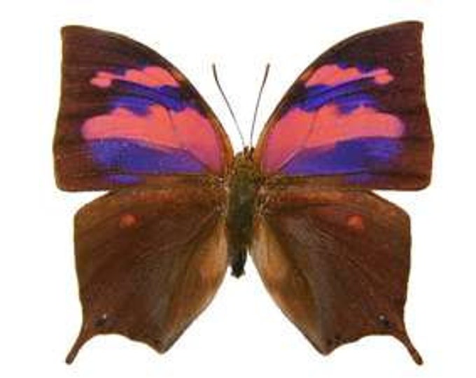 Pink & Purple Butterfly, Anaea Nessus, Spread for Your Project or ...
