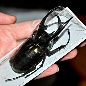 OVERSTOCK: Giant Scarab Beetles Chalcosoma Atlas - Etsy