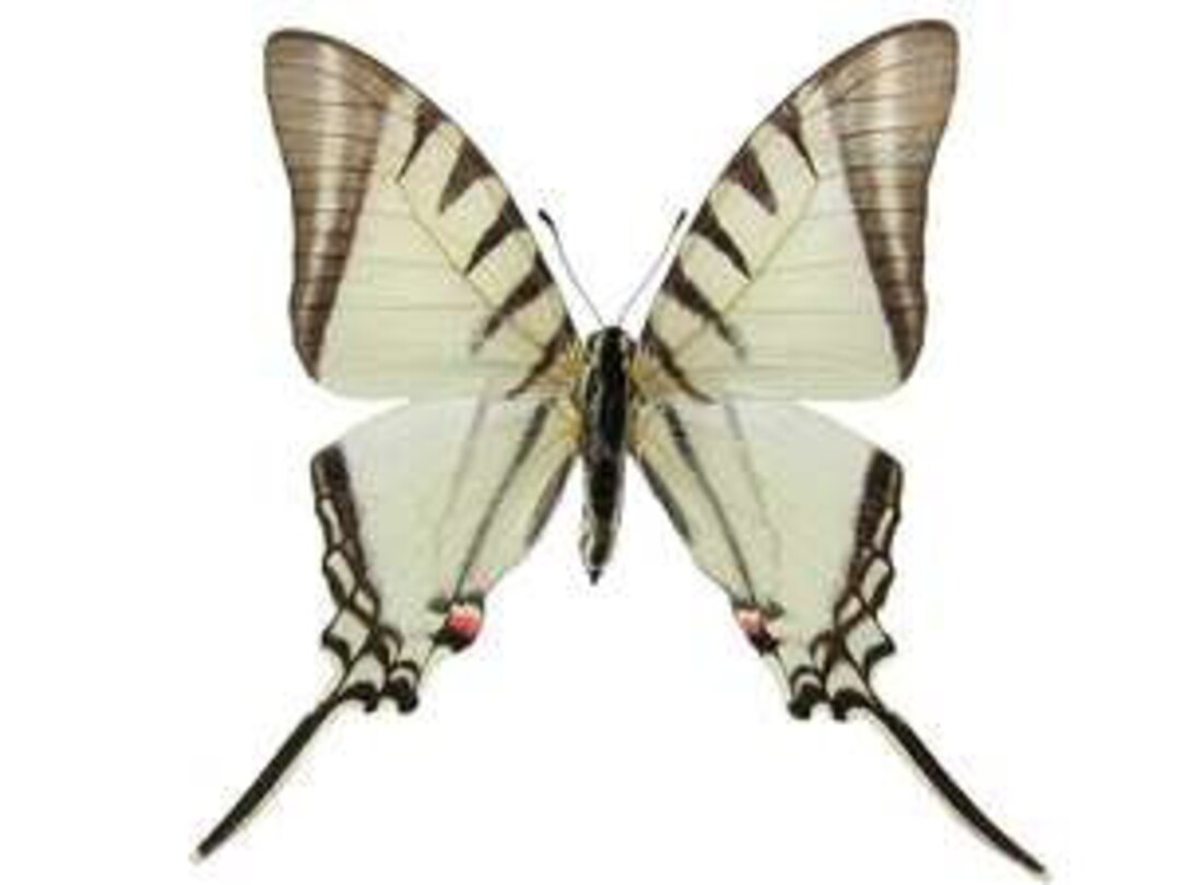 Real Zebra Swallowtail Butterfly, Eurytides Agesilaus Spread or ...