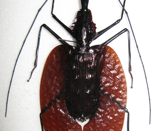 OVERSTOCK: Large Violin Beetles, Mormolyce Phyllodes Real - Etsy