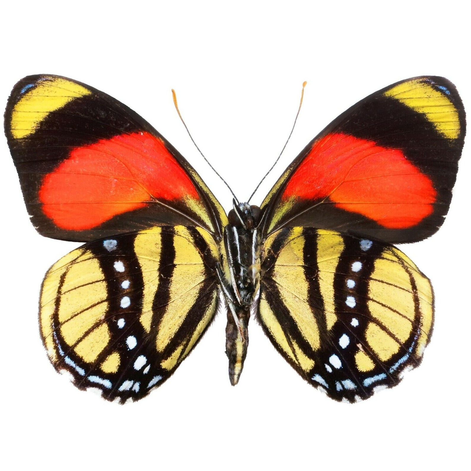 Real Callicore Cajetani Butterfly Spread for Your Project or - Etsy