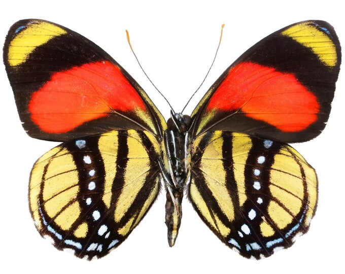 Real Callicore Cajetani Butterfly, Spread for Your Project or Laminated ...