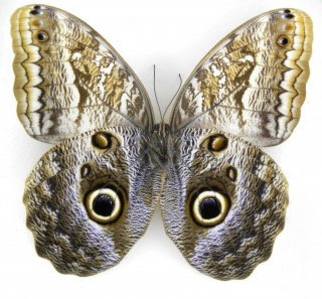 Real Owl (caligo Teucer) Butterfly, Spread for Your Project or ...