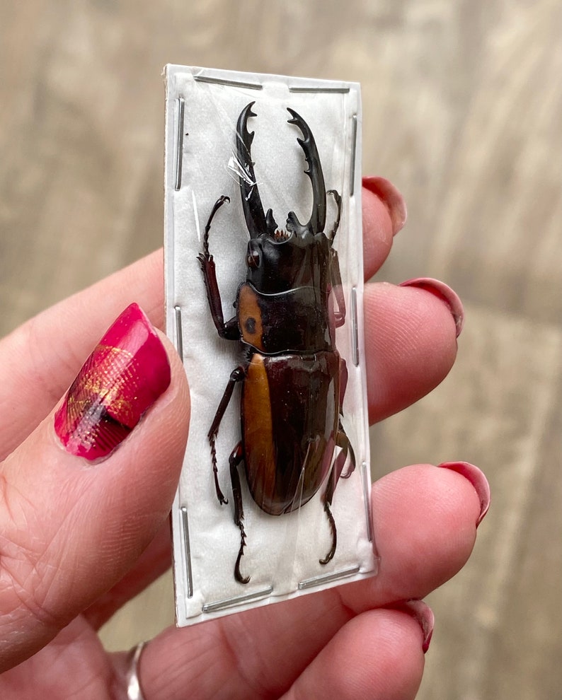 Striped Stag Beetles, Prosopocoilus Bison - Etsy