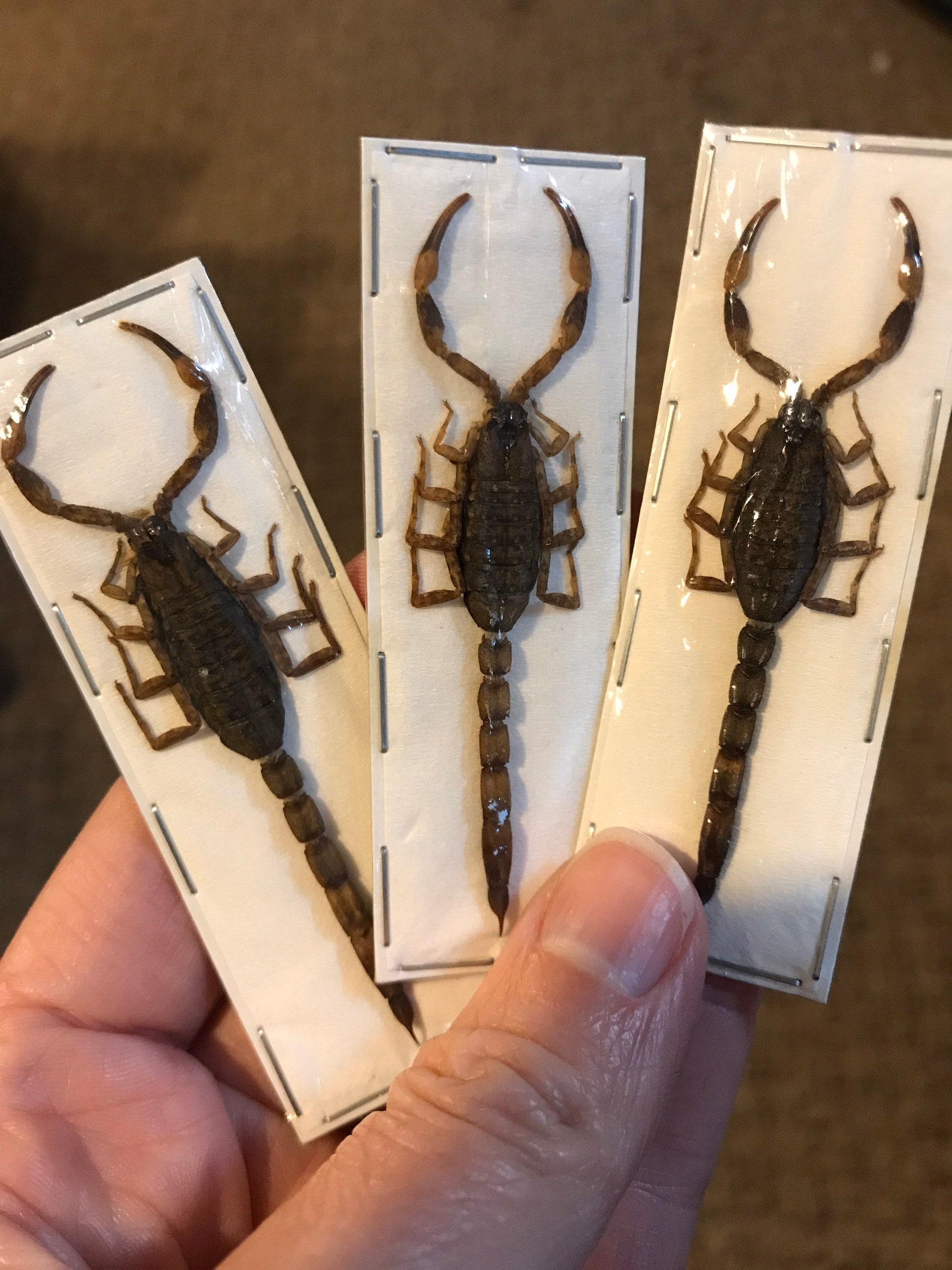 Small Scorpions From Indonesia Mesobuthus Martensii - Etsy