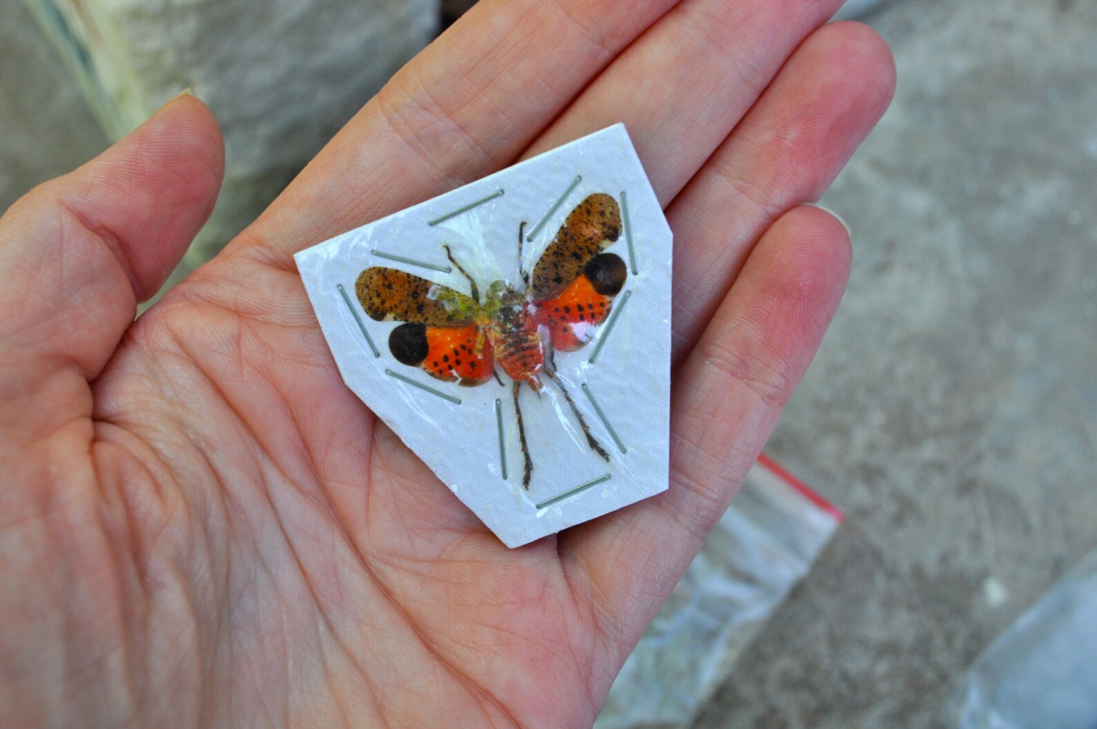 OVERSTOCK: Spread Penthicodes Pulchella Lanternflies 2-pack - Etsy