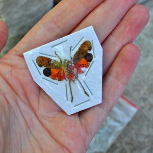 OVERSTOCK: Spread Penthicodes Pulchella, Lanternflies 2-pack - Etsy