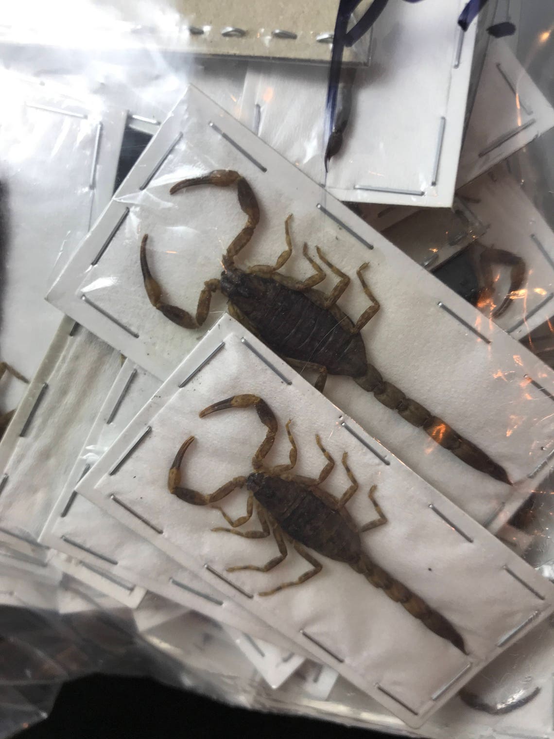 Small Scorpions From Indonesia Mesobuthus Martensii - Etsy