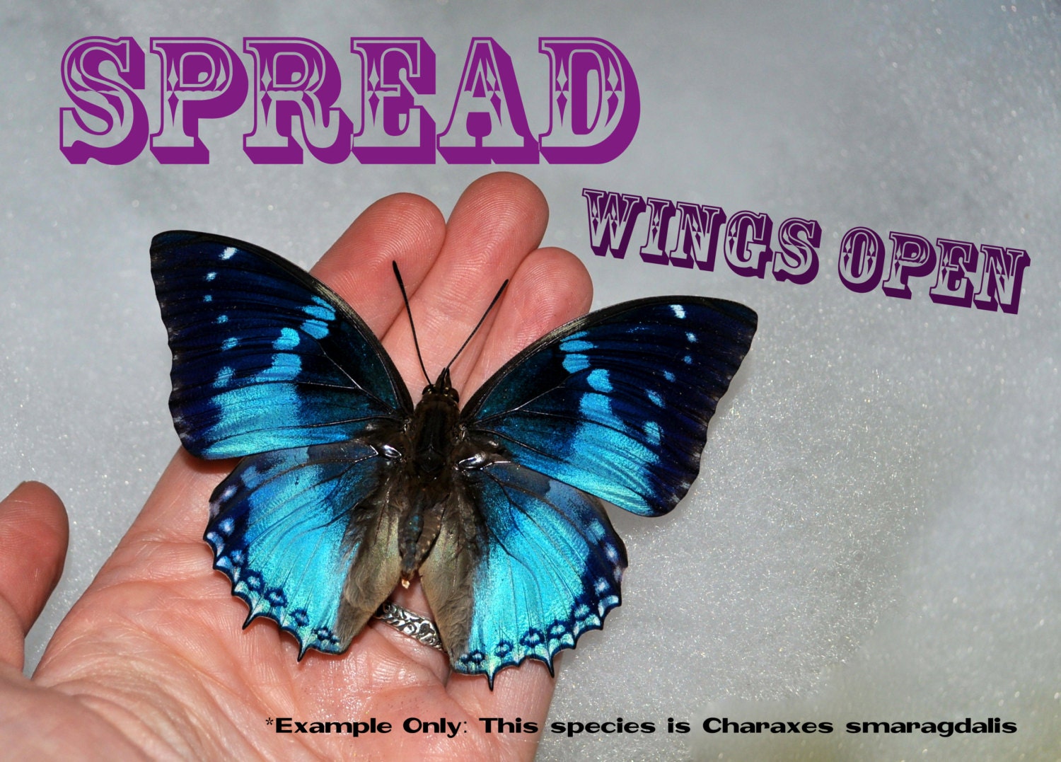 Real Callicore Cynosura Butterfly, Spread for Your Project or Laminated ...