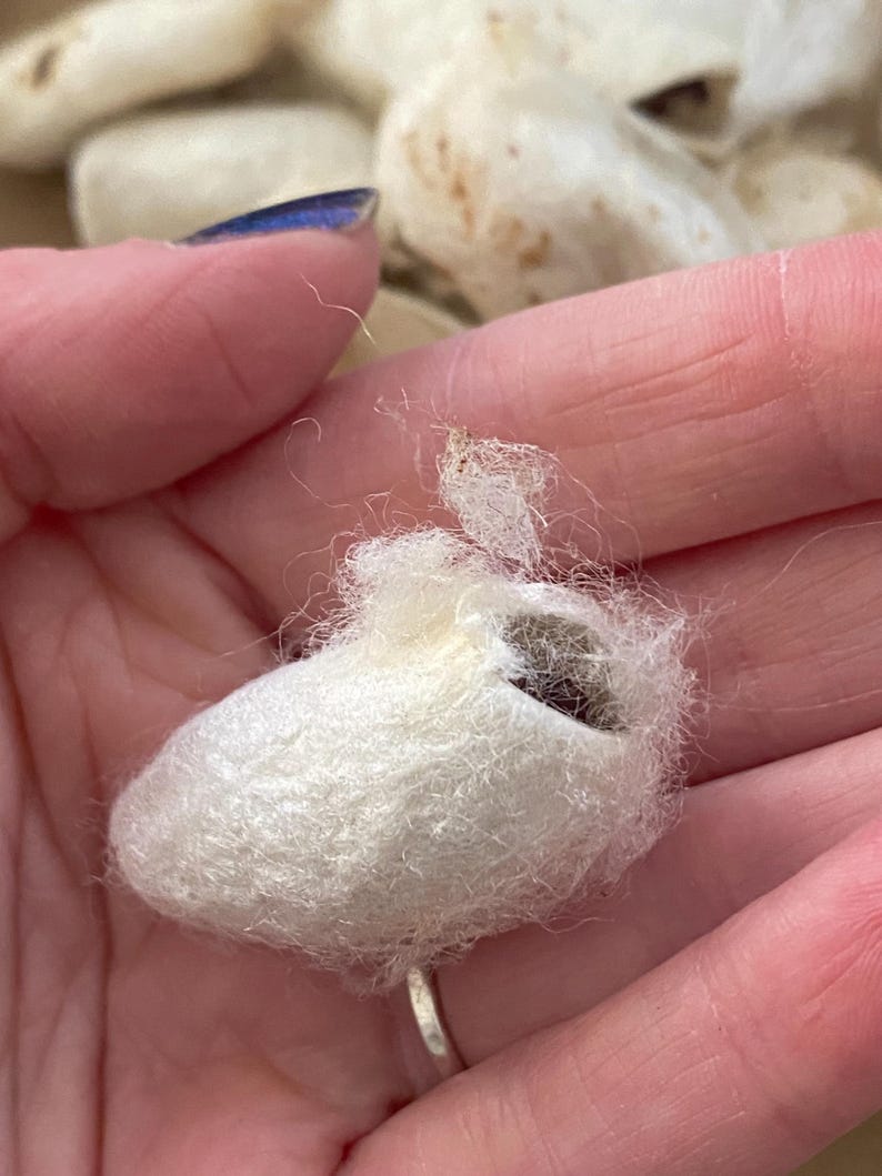 5 Real Moth Cocoons (empty), Samia Cynthia Silk Moth - Etsy