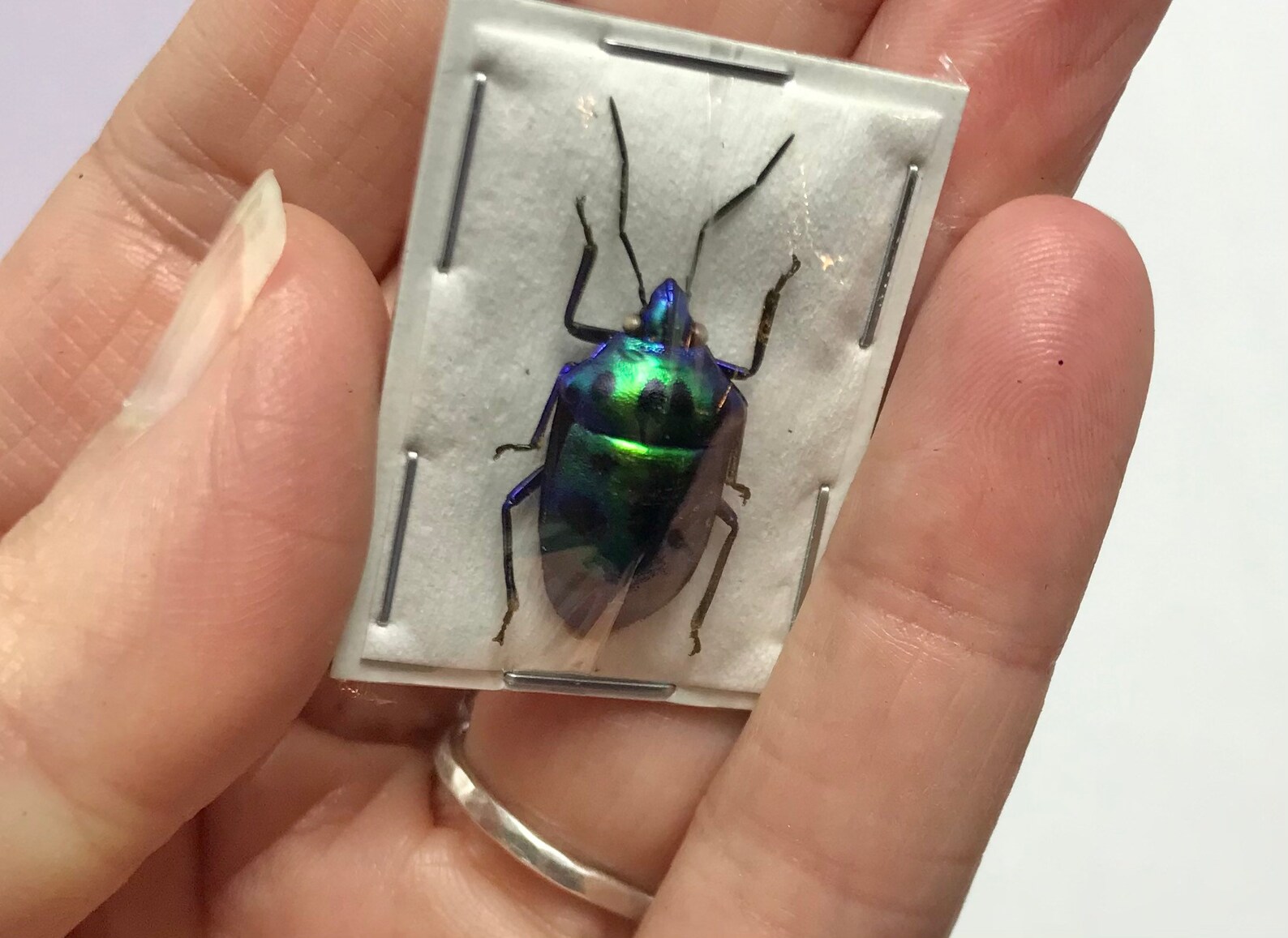 Colorful Shield Bugs, Calliphara Nobilis, Real Dried Beetle Insect ...