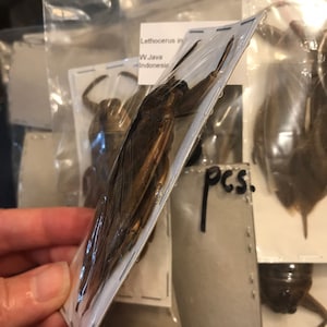 Giant Asian Water Bug, Lethocerus Indicus - Etsy