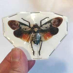 OVERSTOCK: Spread Penthicodes Farinosa Borneo Real Lanternflies - Etsy