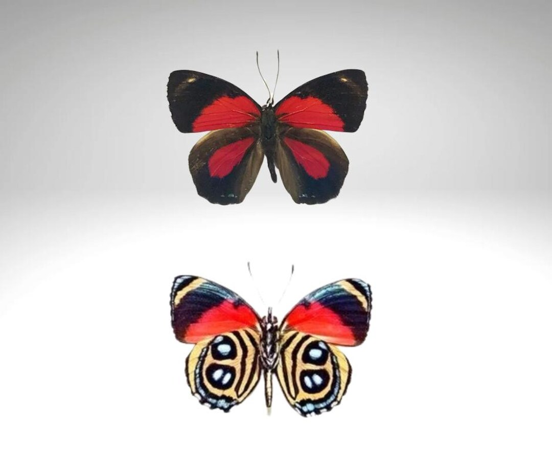 Real Callicore Peristera Butterfly, Spread for Your Project or ...